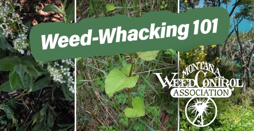 Weed-Whacking 101 - Voices of Montana