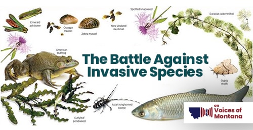 The Summer Battle Against Weeds & Invasive Species Renews - Voices of ...